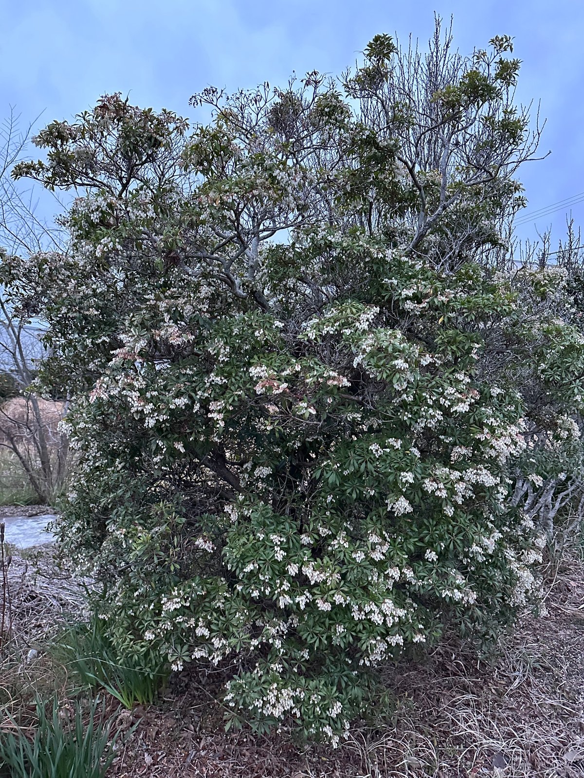 2024/3/5 浜名区で見つけたもの #どうだんつつじ｜NicePapa 平野 尚志