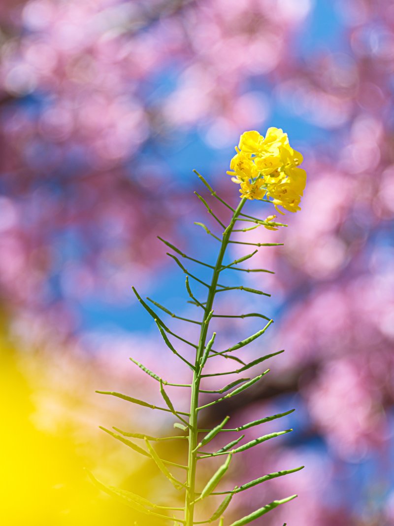 菜の花 / FUJIFILM GFX100II｜TAKU