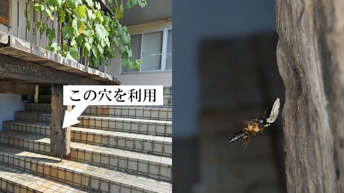 #4 Introduction to Bricola Part 2: Living Creatures｜ブリコラ【帝京科学大学 東京西 ...