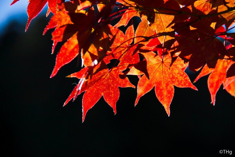 ギタリストこの一曲（Yenne Lee)｜taka