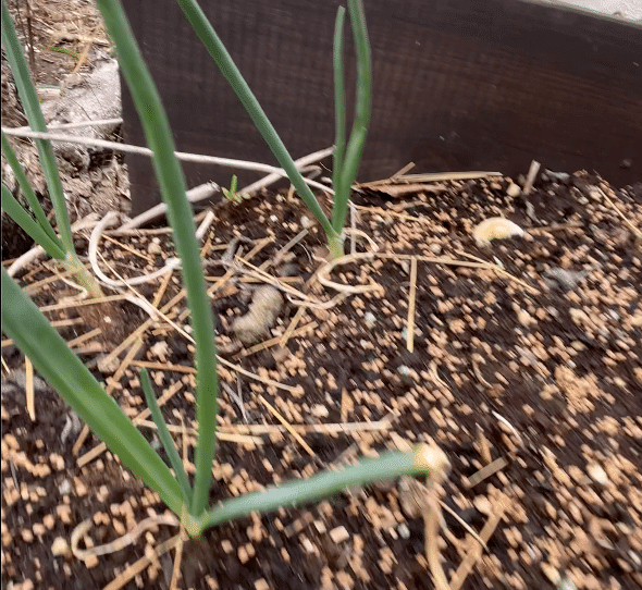 セタガヤタガヤセ ネギの再利用｜eiichirho_inui