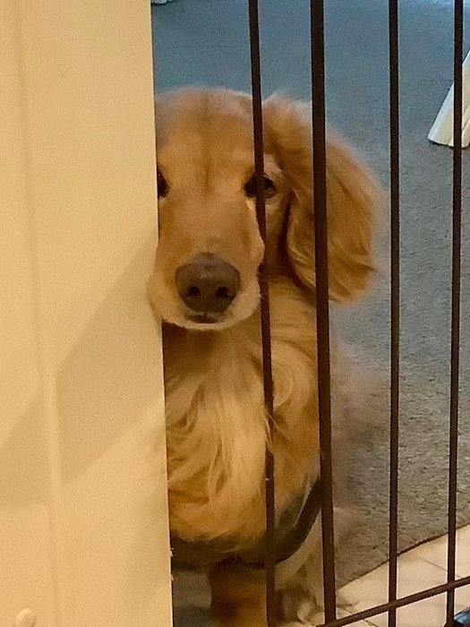 犬の十戒〜The Ten Commandments of Dog Ownership〜｜Yuki Mizumoto（水本 有紀）