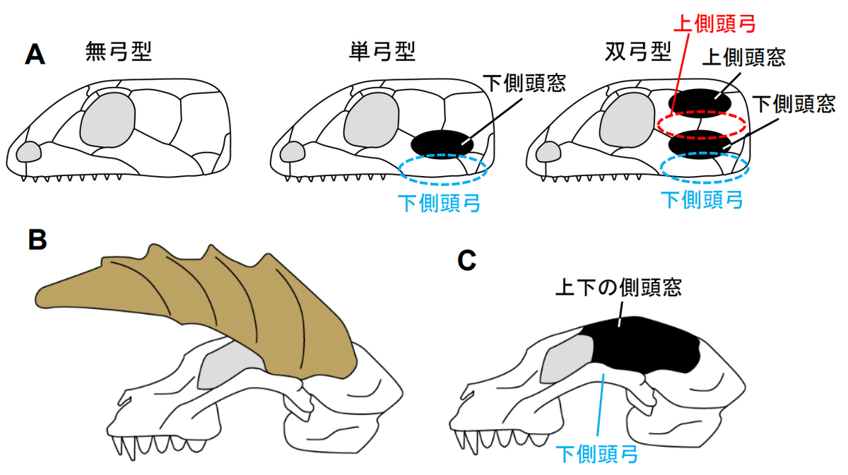 ジンオウガにおける頭部の形態進化 ー前編：頭蓋骨側頭部ー｜creamy