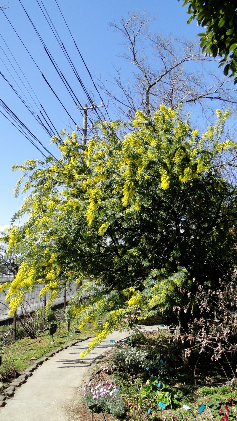 ミモザのようでミモザでない｜HRSD-note