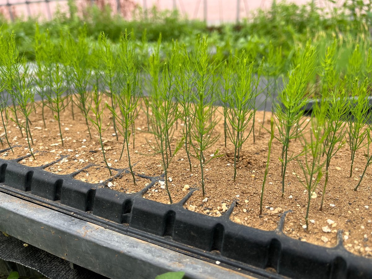 アスパラパラダイス #17｜Shinta Ninoto