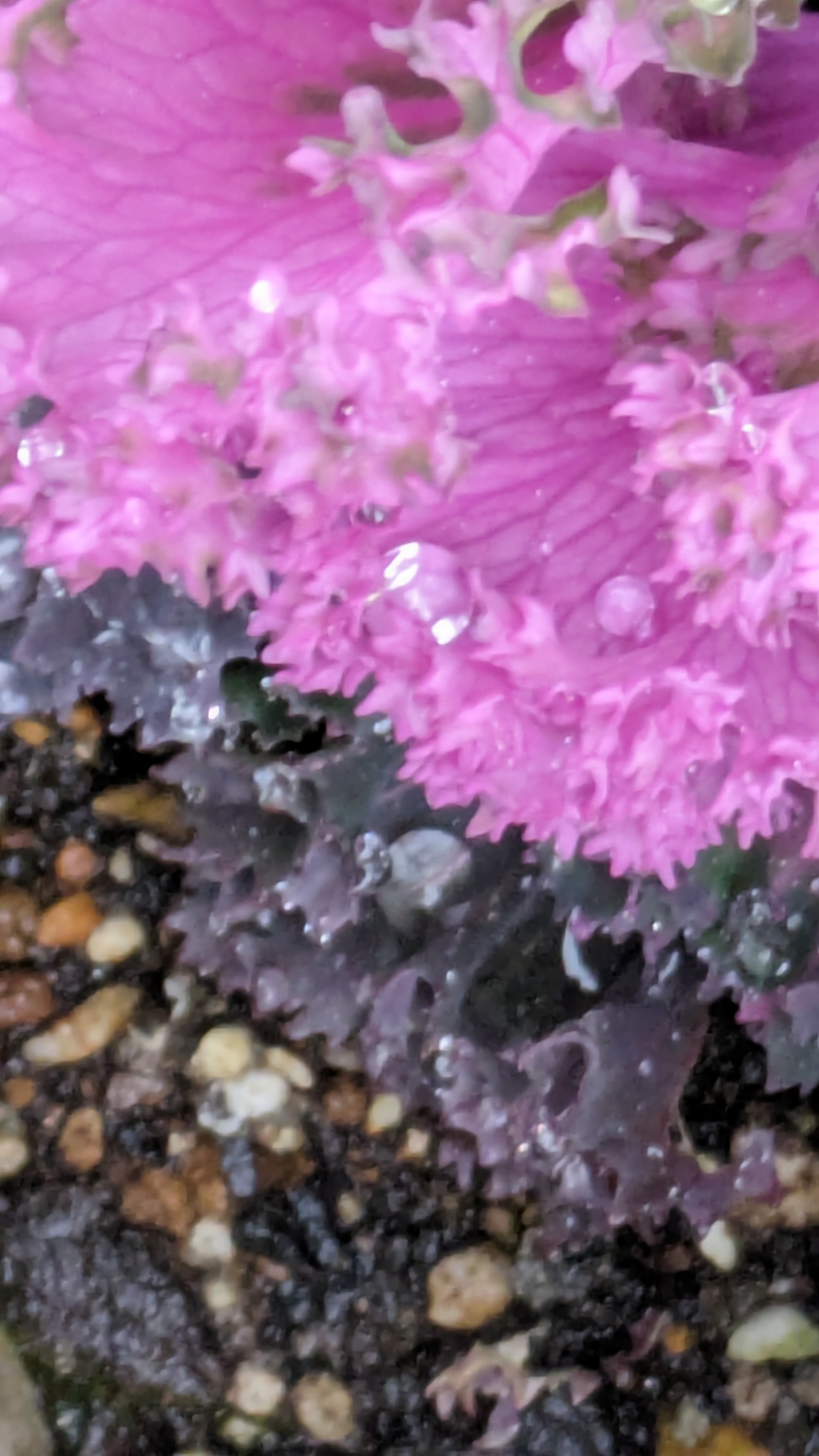 今朝の水滴②｜ichiro70