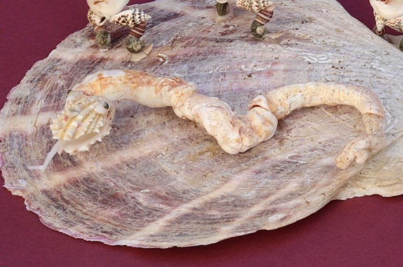 「幕引き」｜zoo_shell