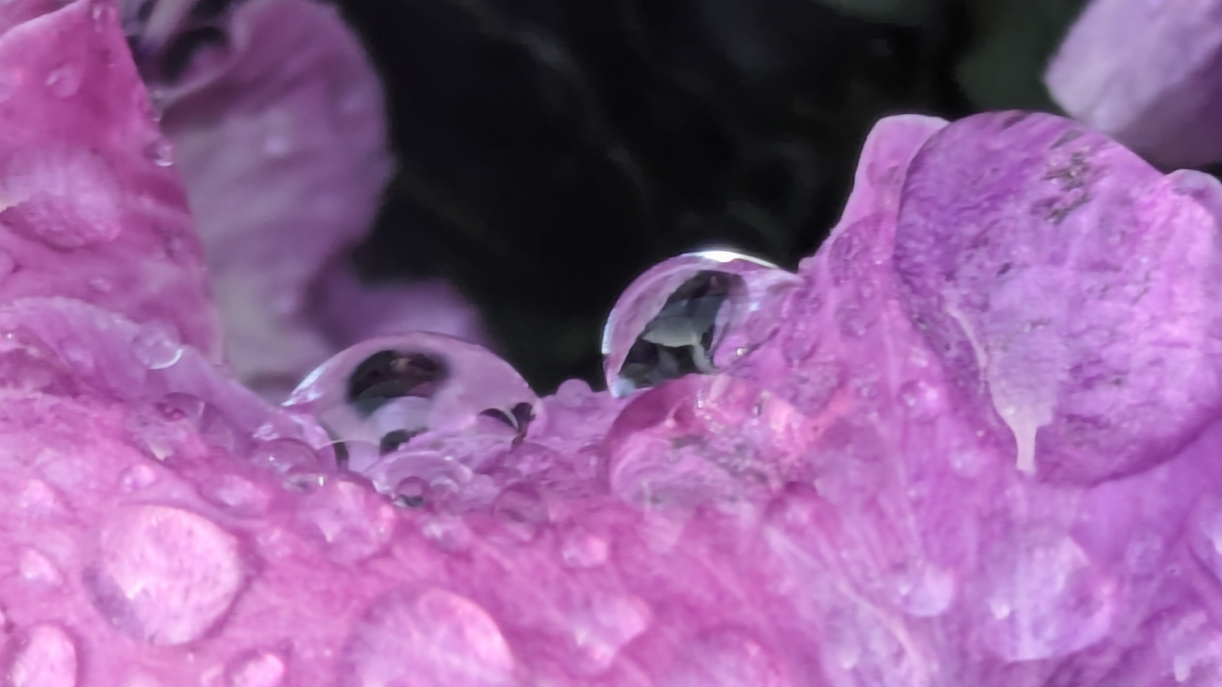 今朝の水滴⑤｜ichiro70