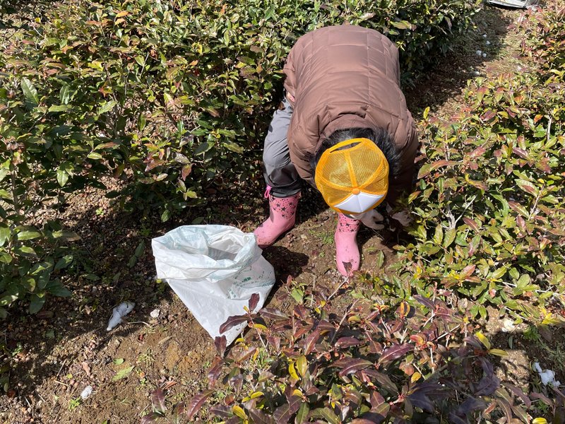 3/7 春整枝・春肥｜kazu-tomiyacha