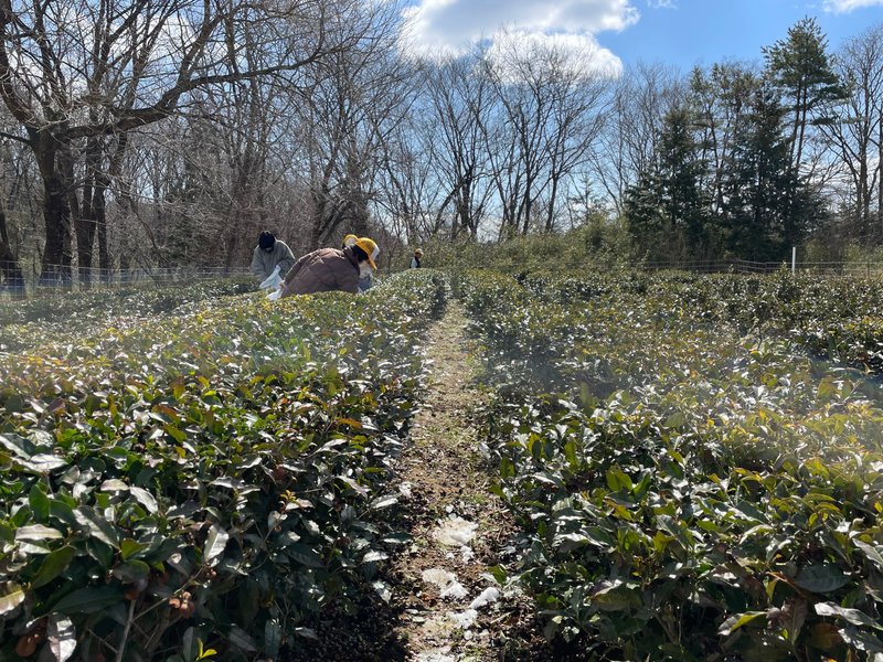 3/7 春整枝・春肥｜kazu-tomiyacha