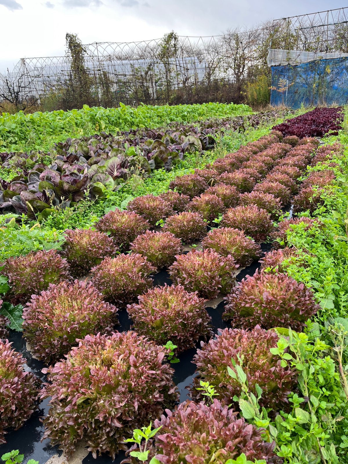 目指す農業像 #18｜Shinta Ninoto