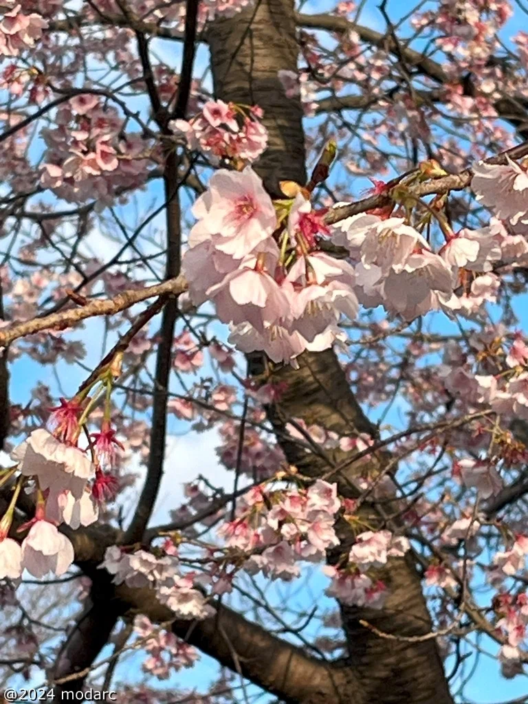 One cherry tree was in bloom.｜modarc