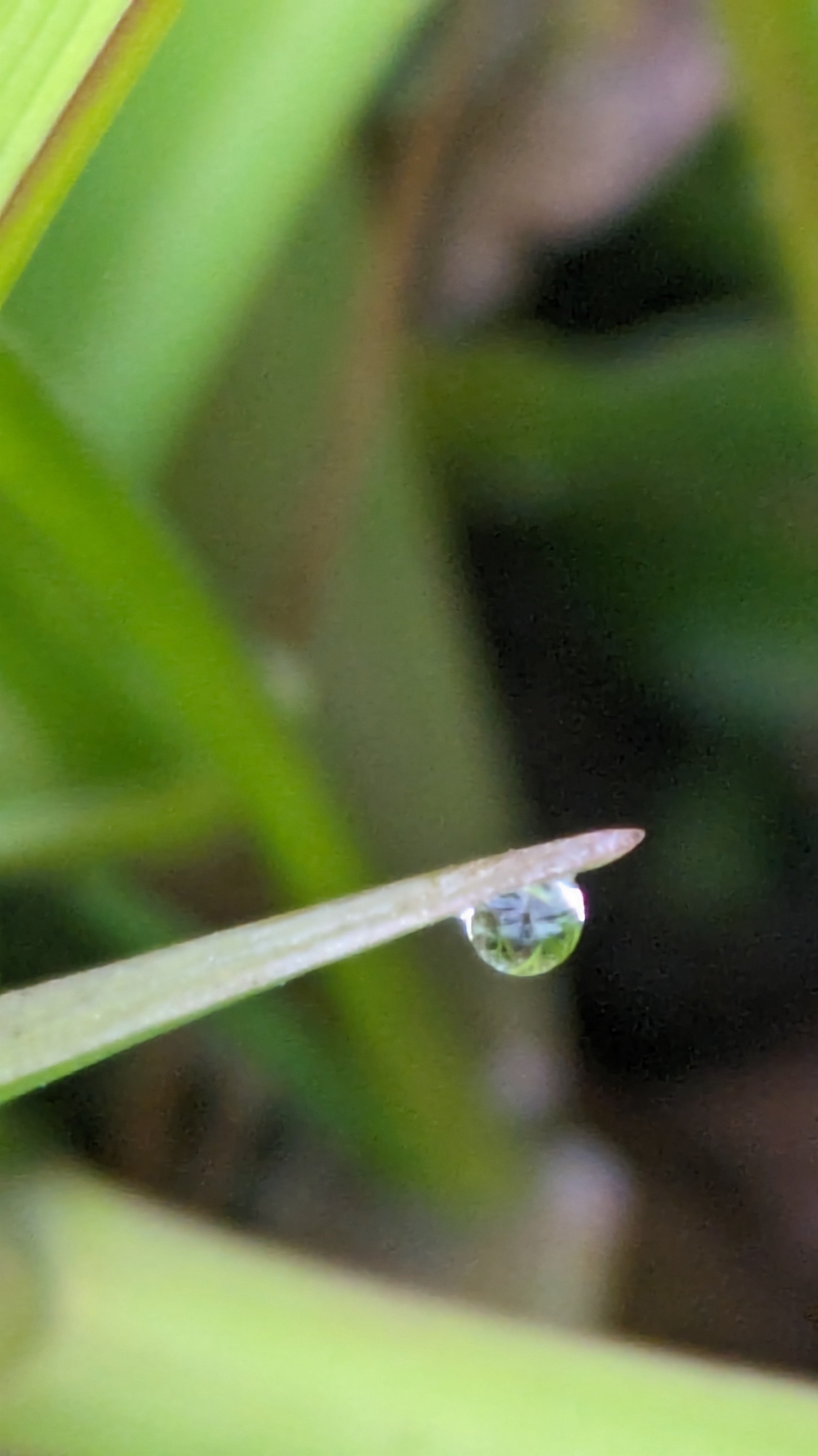 今朝の水滴②｜ichiro70