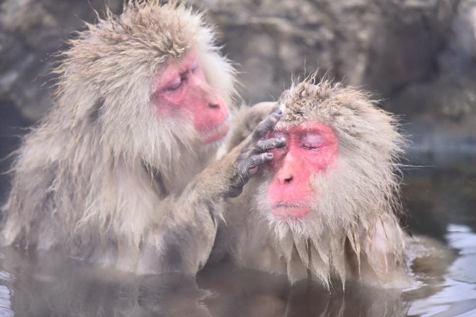 Let's Go See Snow Monkeys!｜ゲストハウス蔵