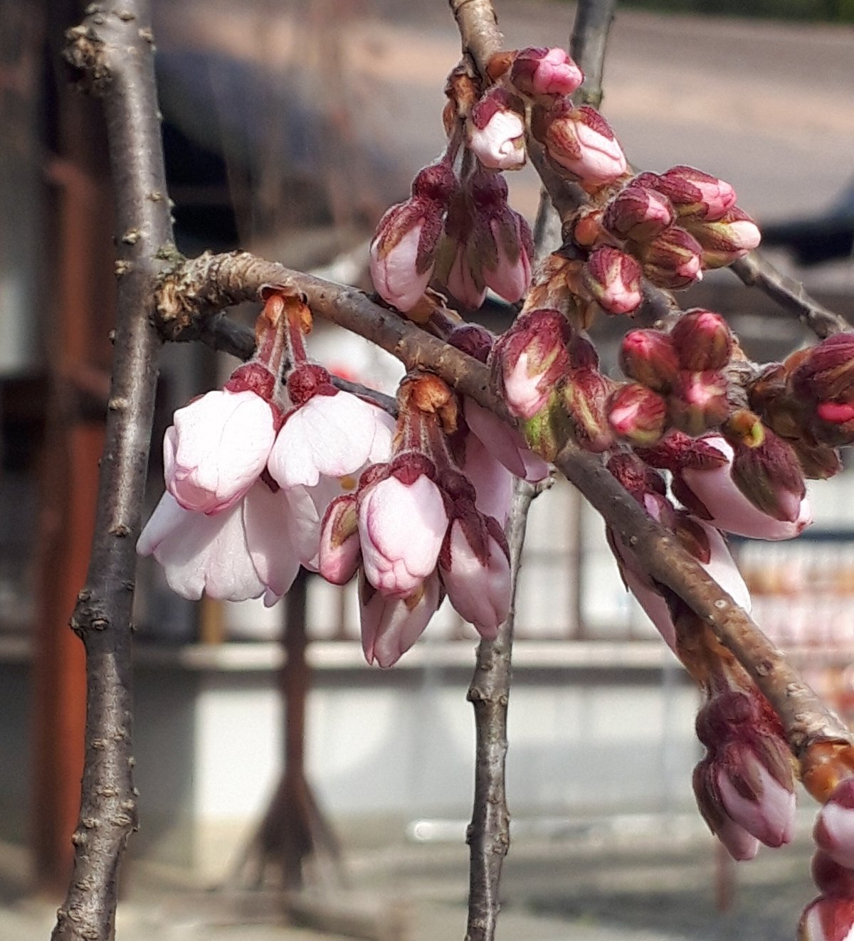 March 19, 2024 in My Favorite Spot｜YOS-English