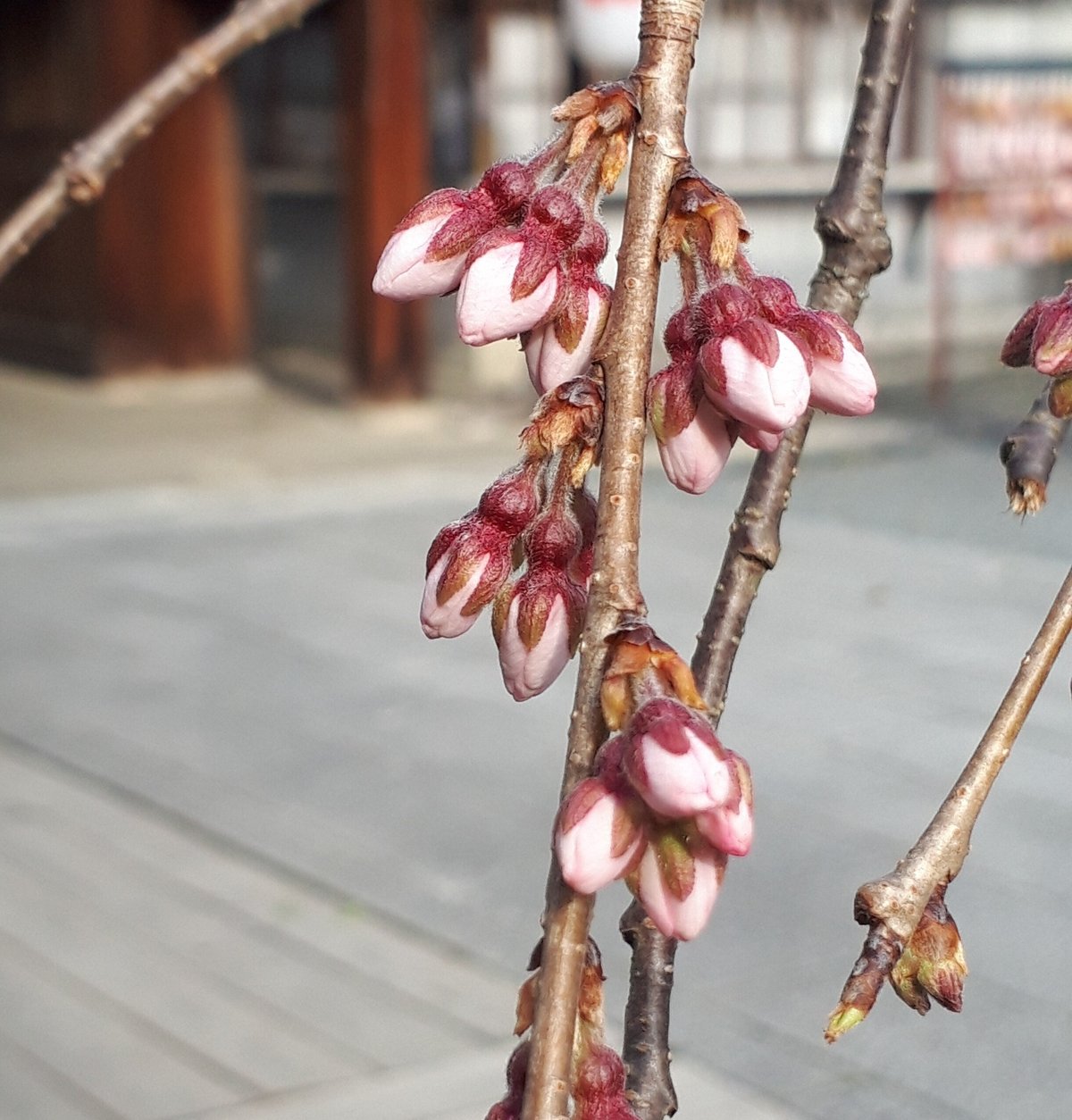 March 19, 2024 in My Favorite Spot｜YOS-English