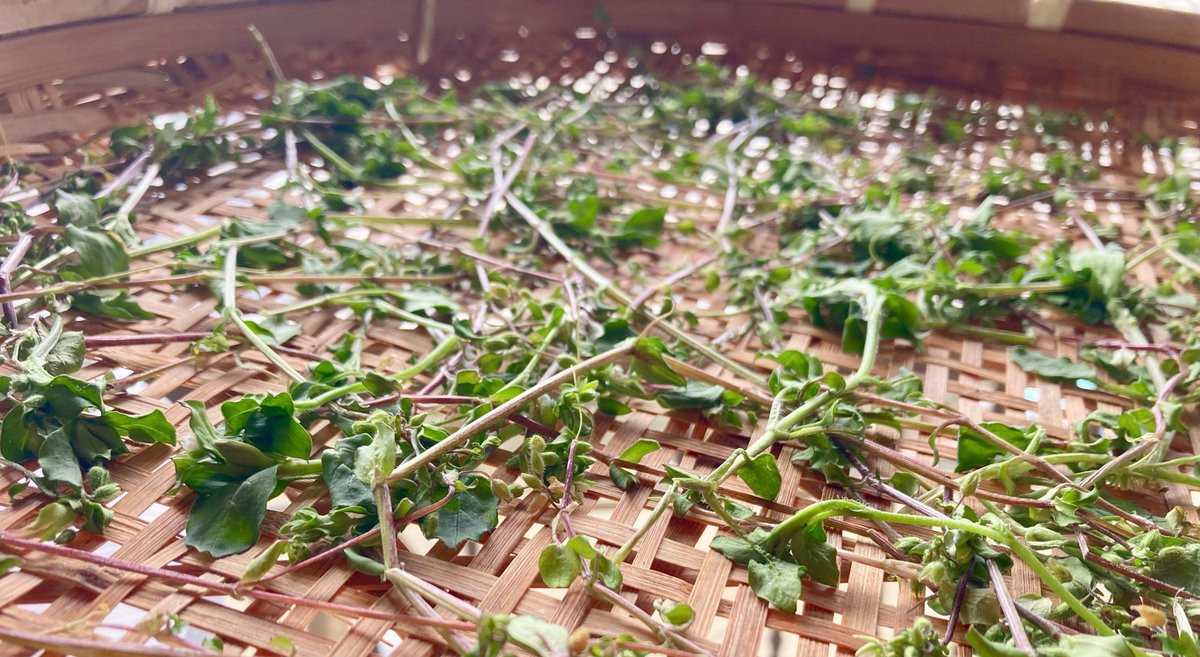 Spring 2024｜puutarha teetä