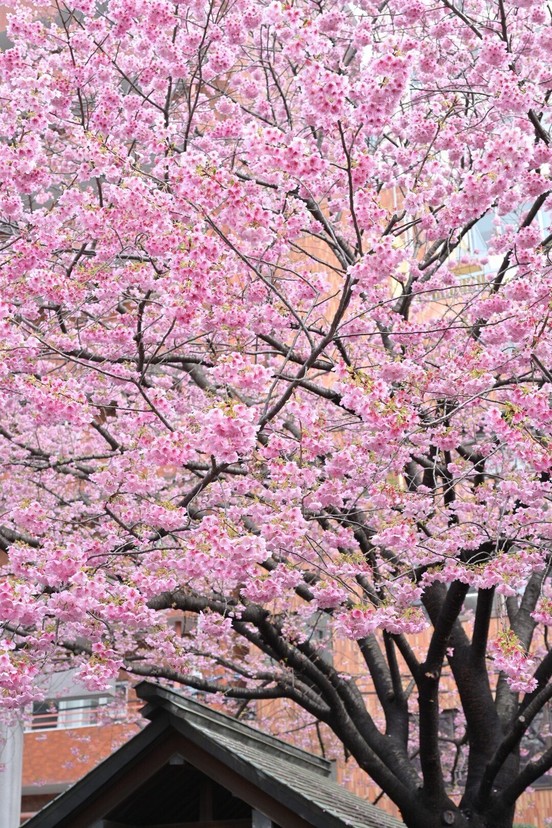 東京さんぽ/2024年3月 蔵前神社の春|mitsuki sora 東京さんぽ/2024年3月 蔵前神社の春|mitsuki sora