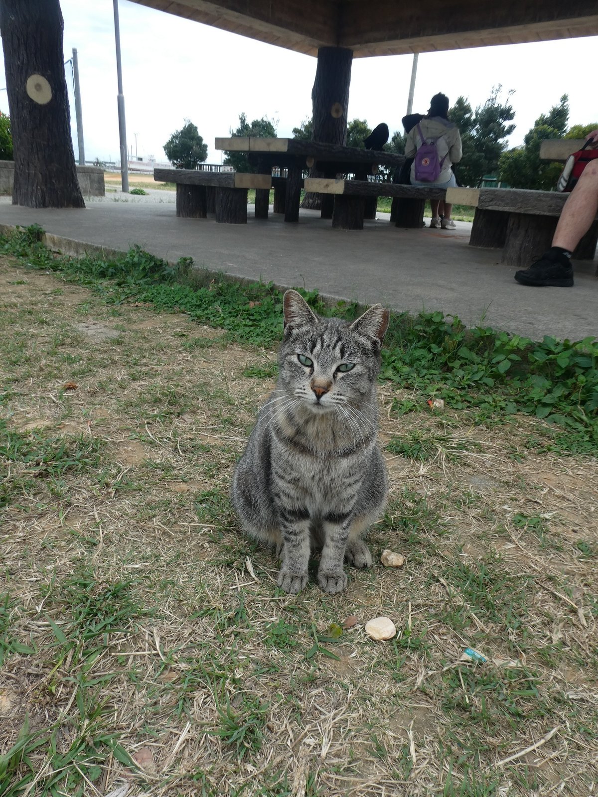 沖縄の猫の島・奥武島にて｜JUNJUN