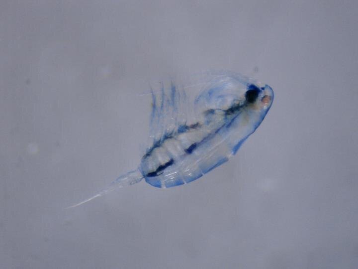 「青い色素を持つ動物一覧」｜三日月あかり