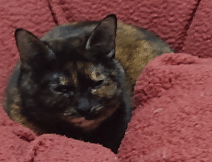 資産さび｜sabi_cat