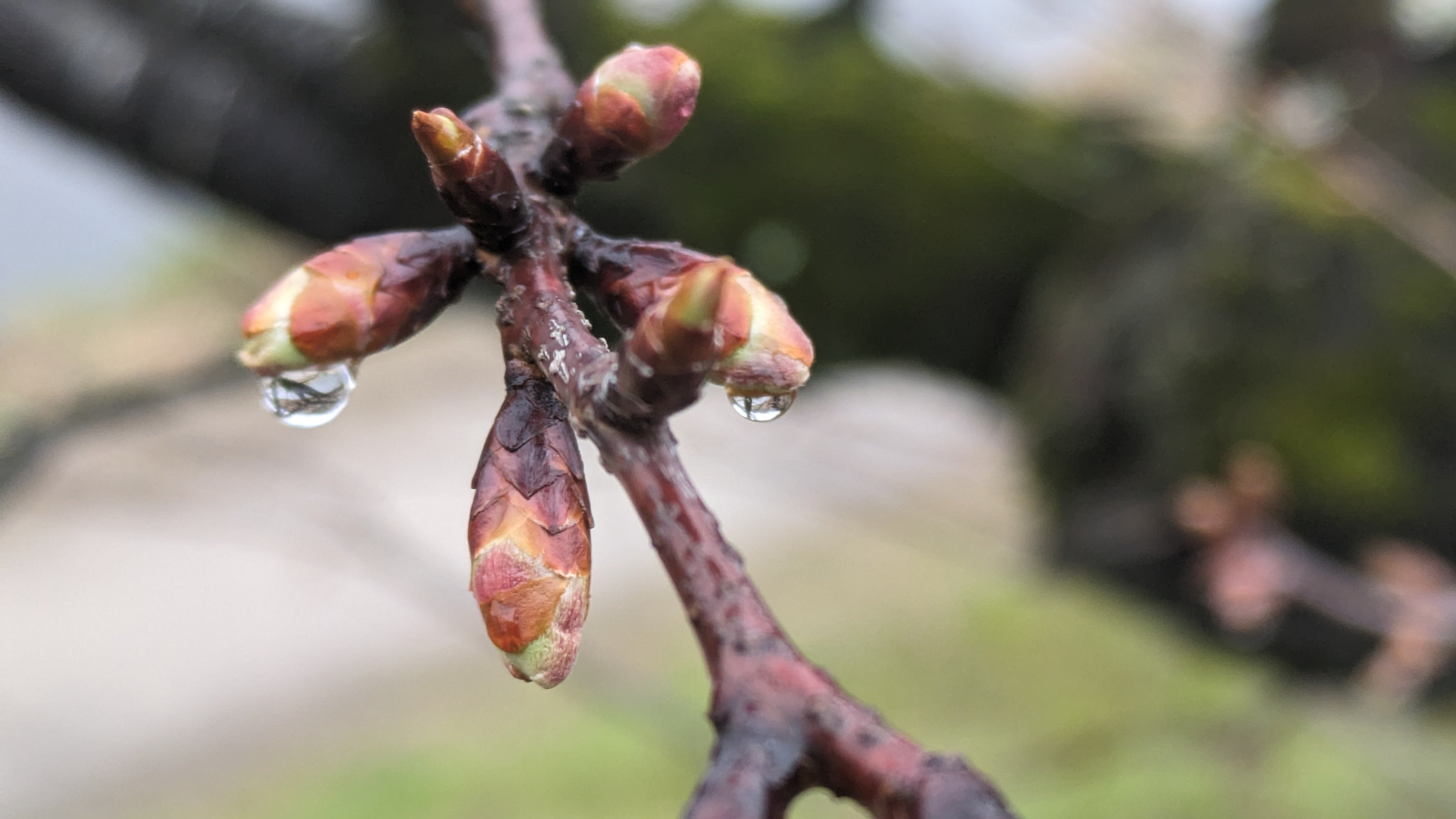 今朝の水滴｜ichiro70