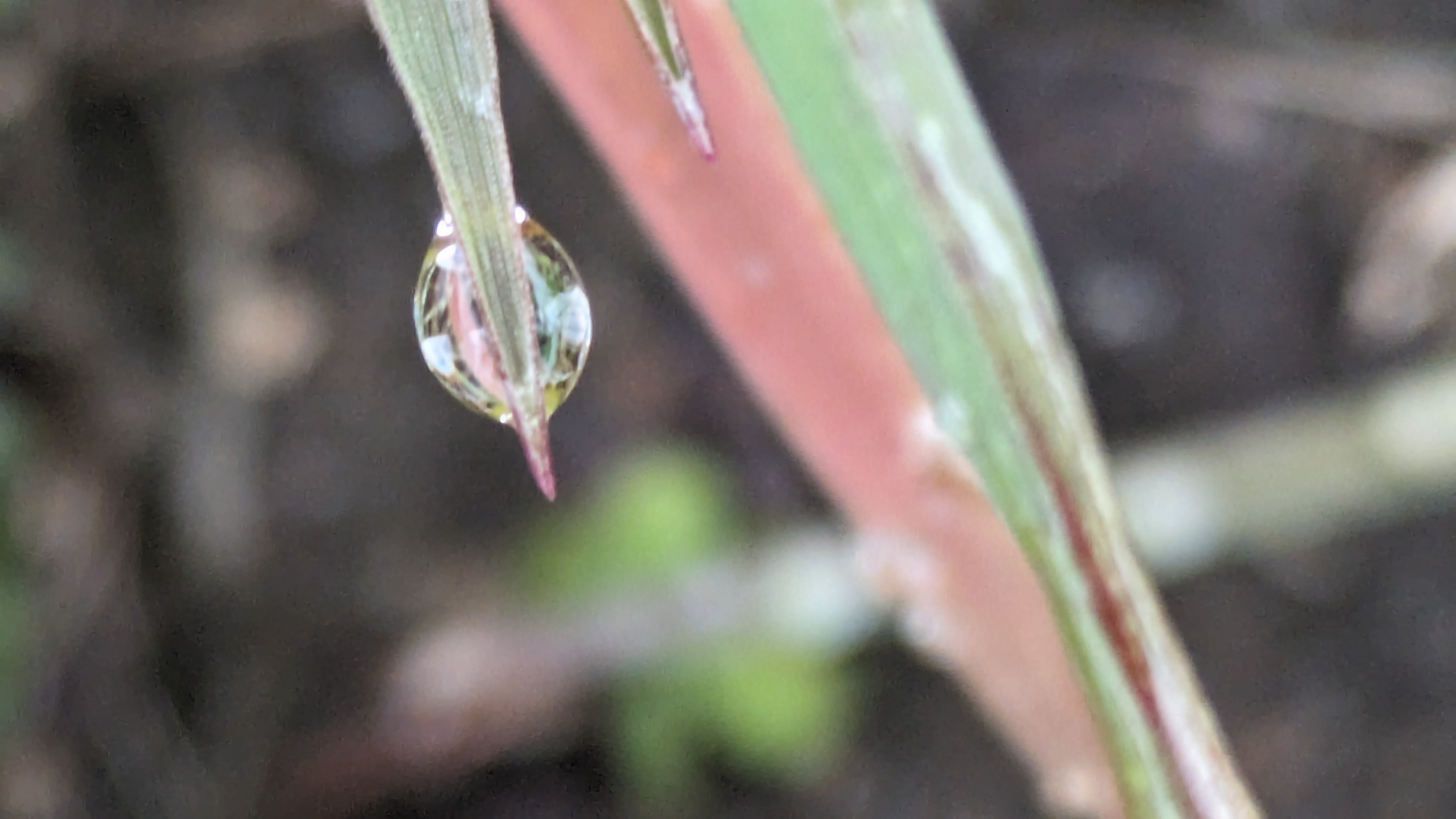 今朝の水滴②｜ichiro70