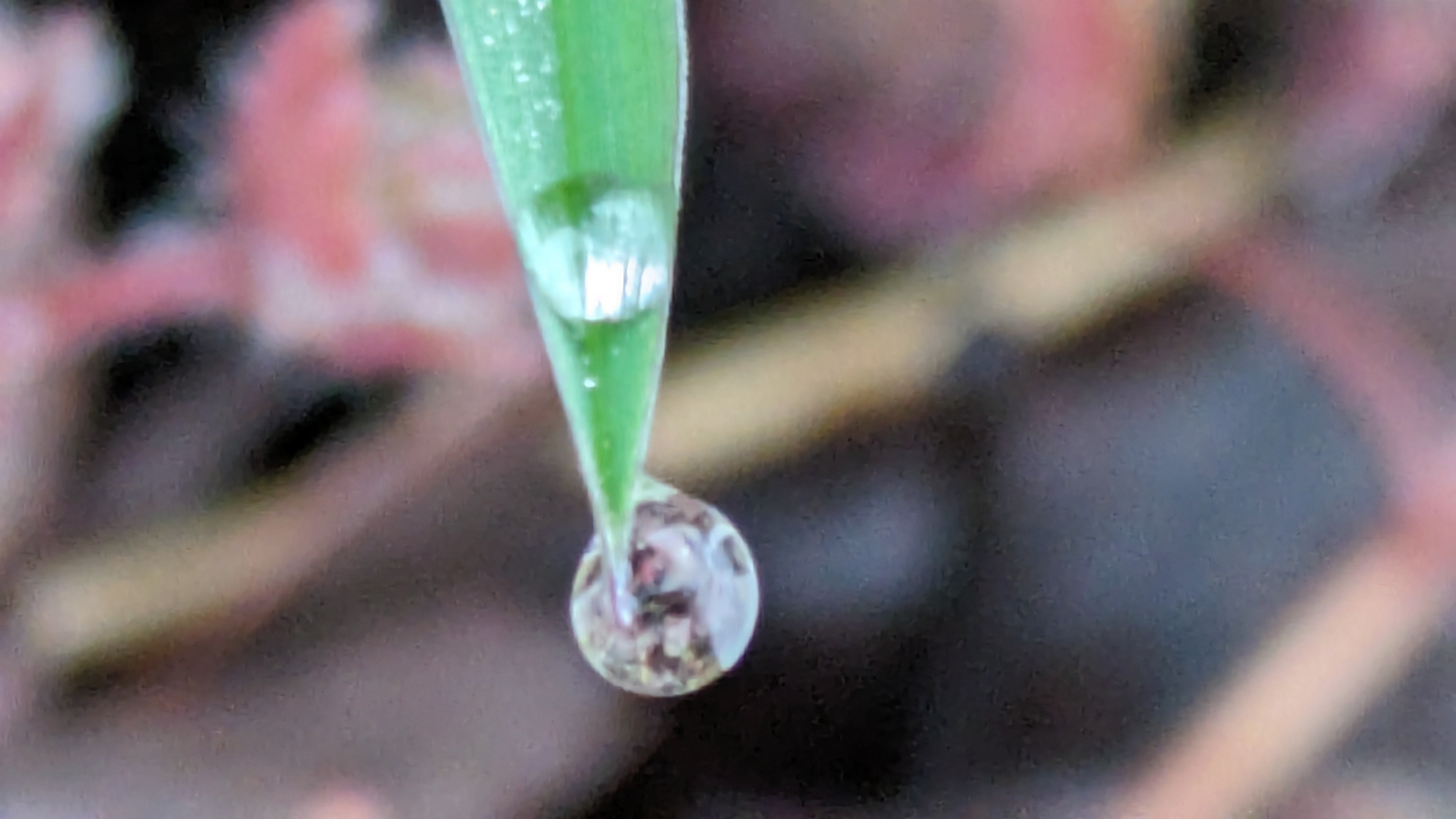 今朝の水滴②｜ichiro70