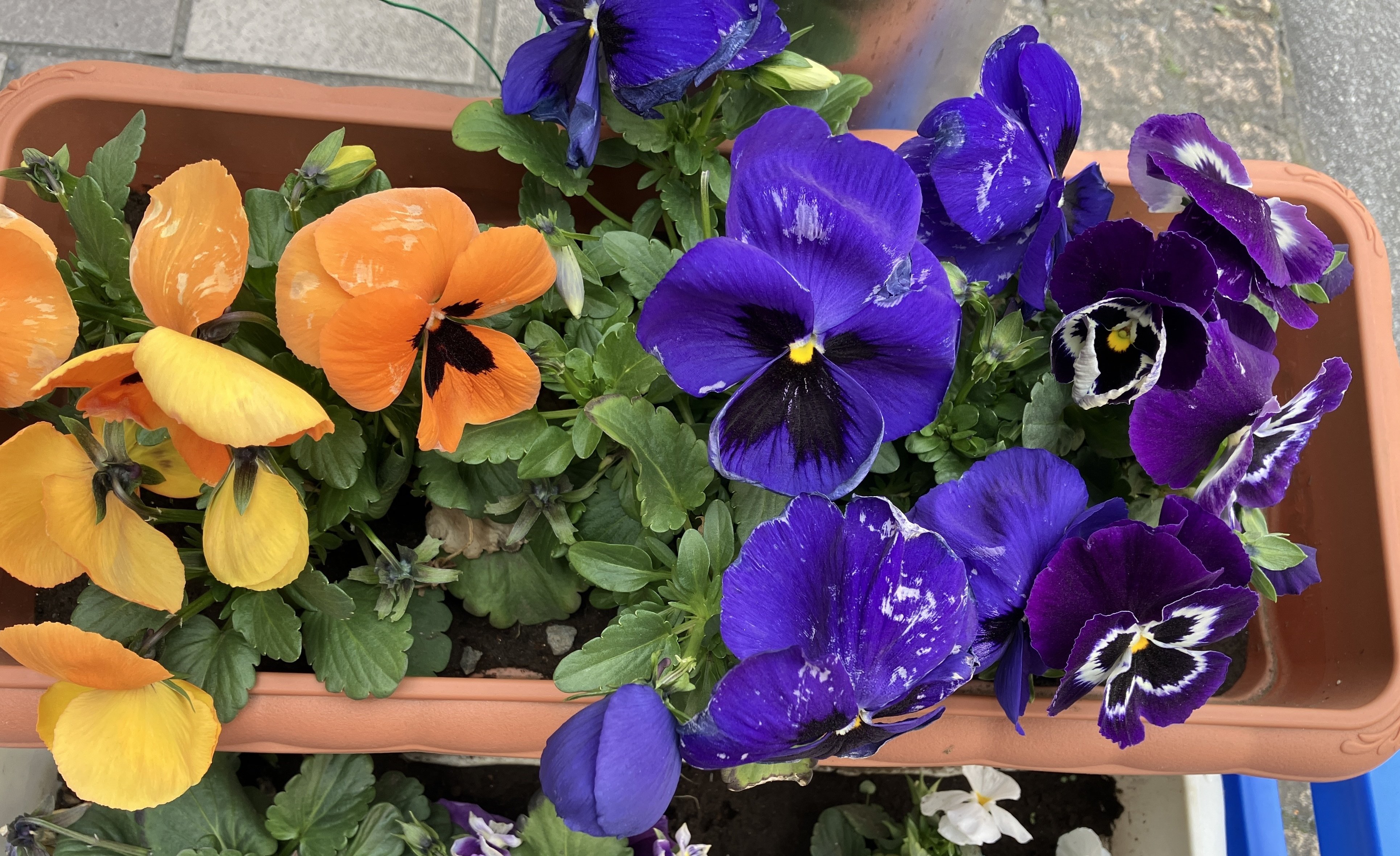 日々の散歩で｜poporin