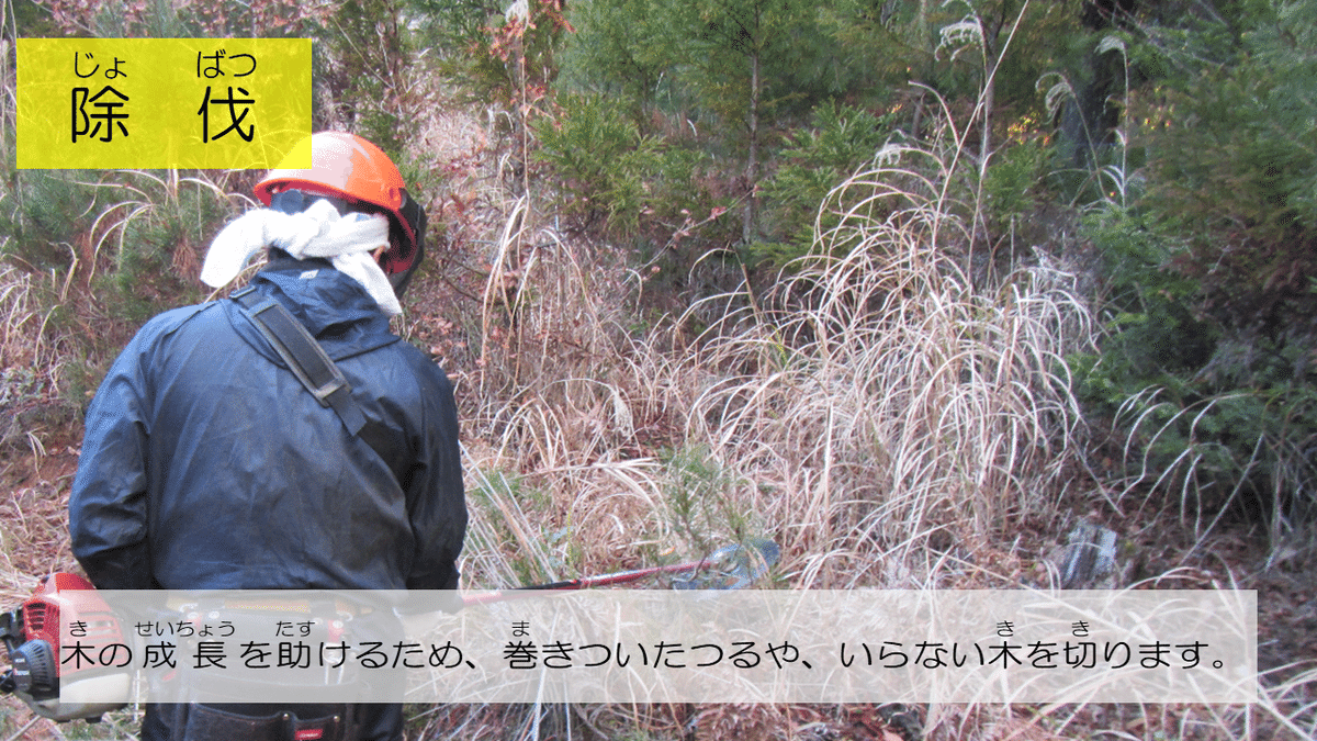 ＃秘境で働く 山師のおしごとvol1【求人あり〼】｜世界に一つだけの椎葉 椎葉村公式note