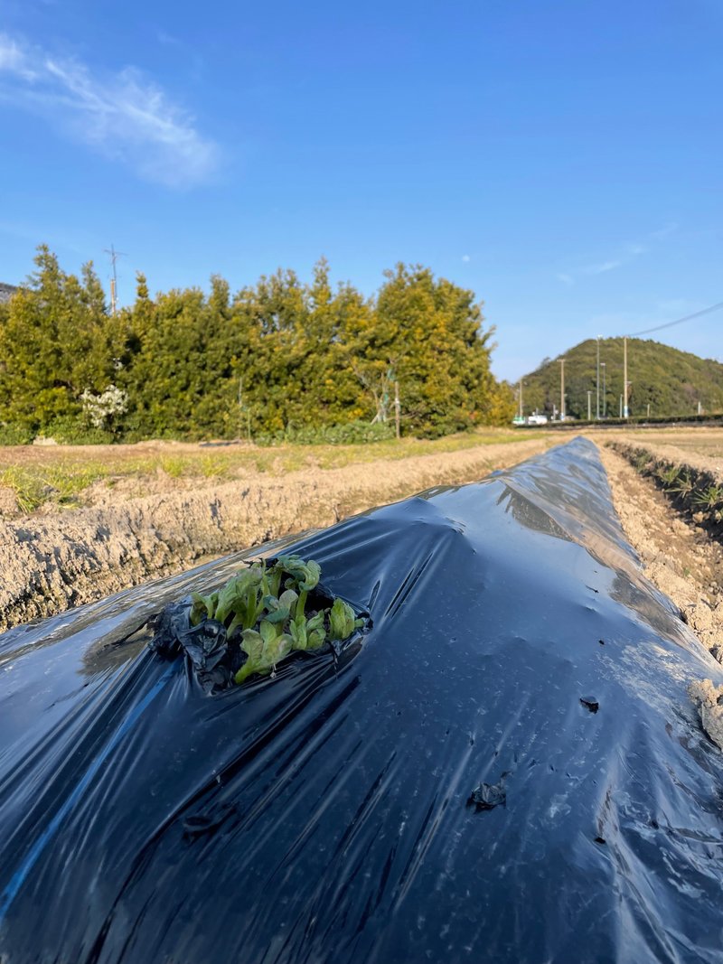 じゃがいも大成長！！！｜SANAE FARM | さなえファーム