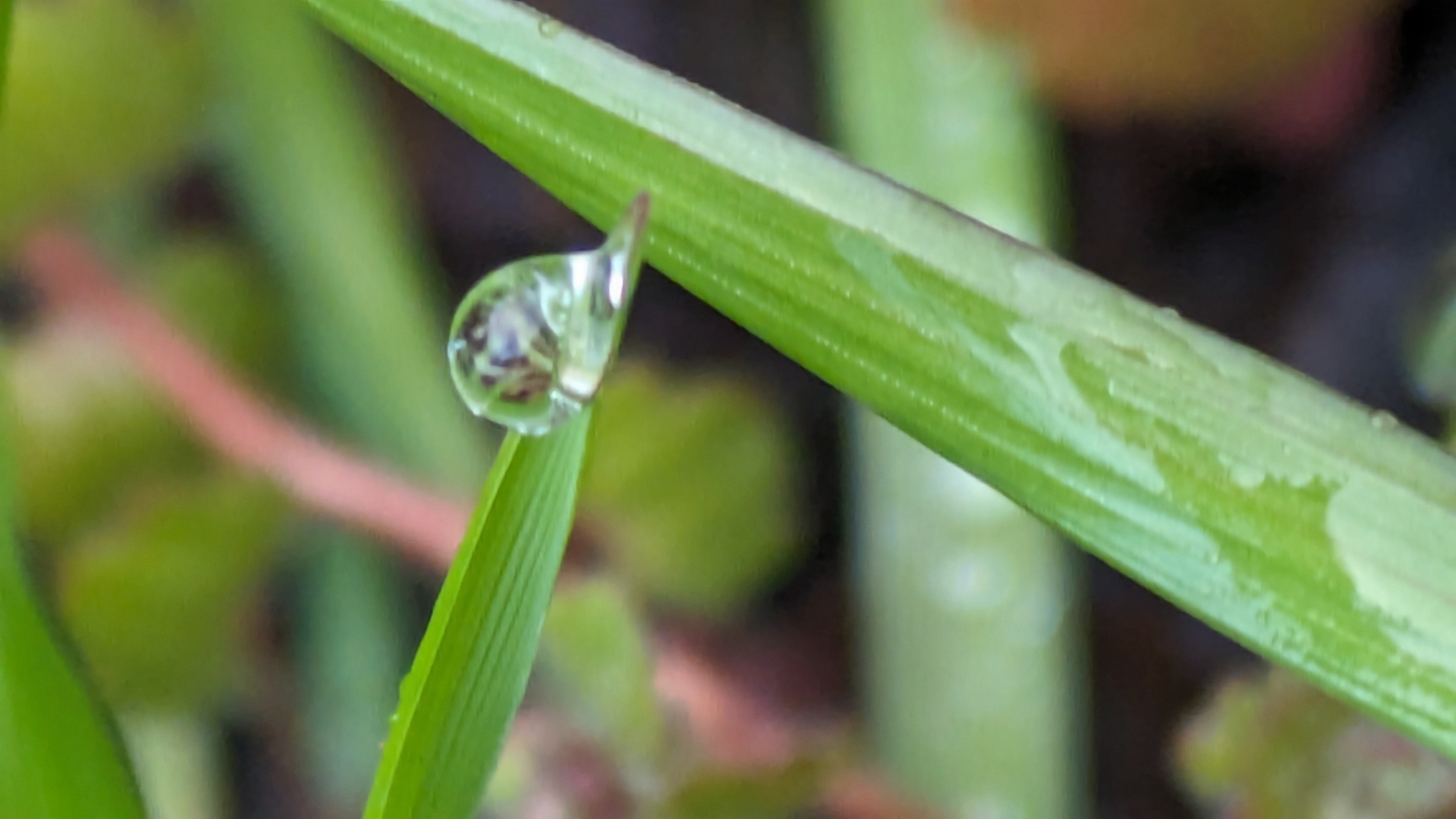 今朝の水滴④｜ichiro70