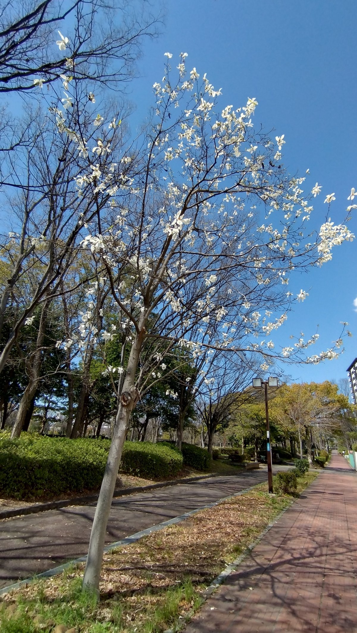 神宮東公園の春｜HRSD-note