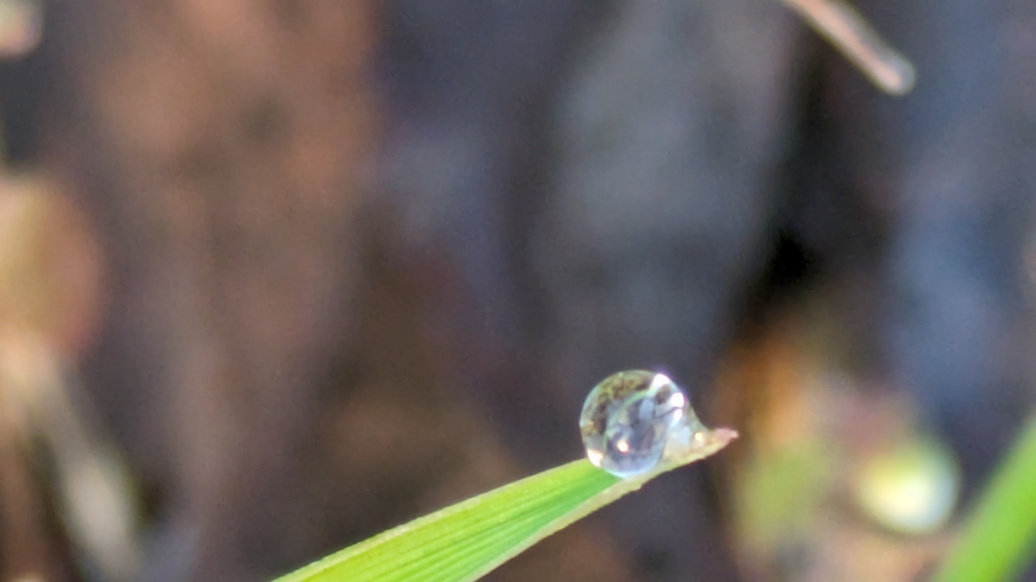 今朝の水滴③｜ichiro70