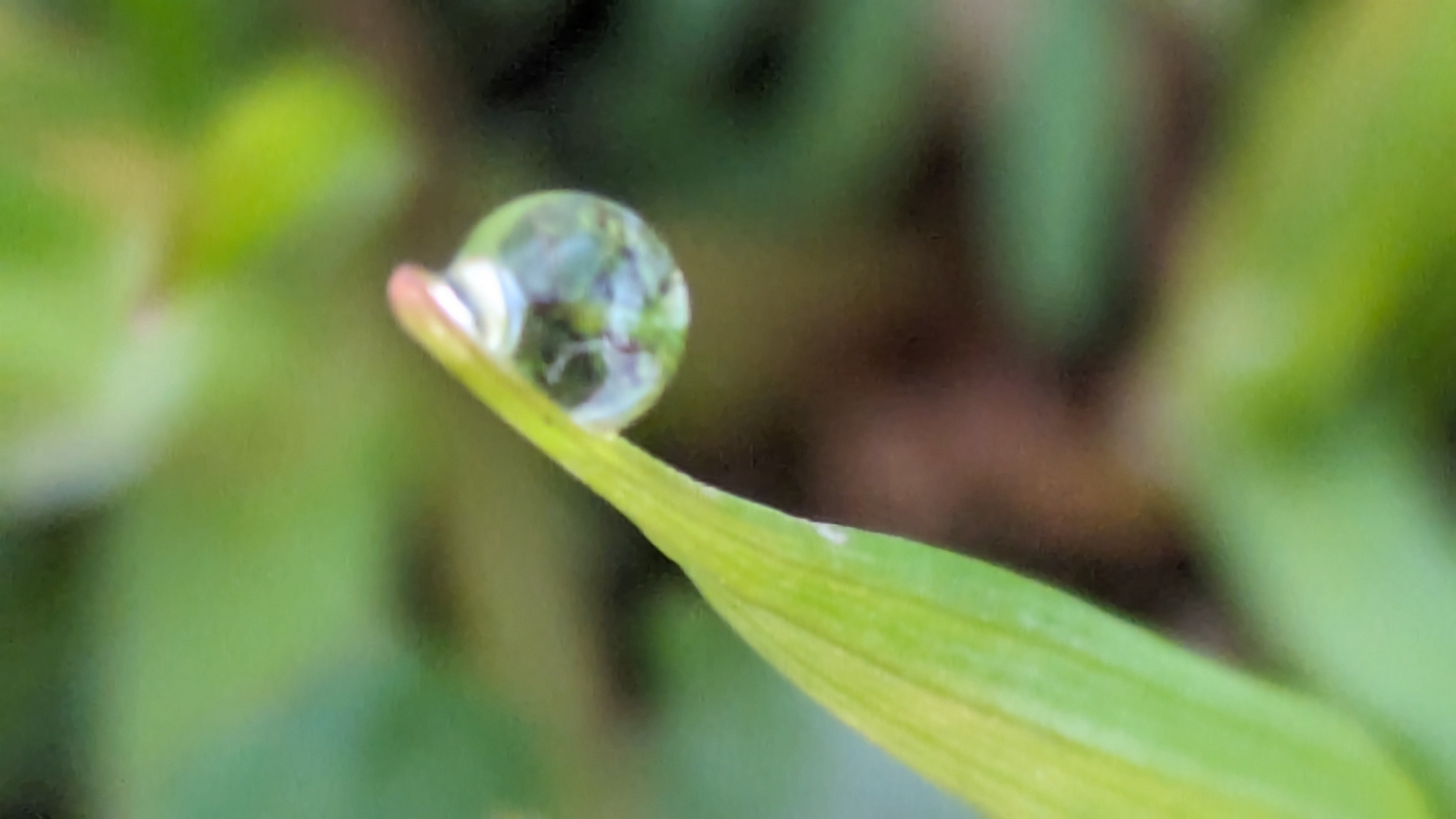 今朝の水滴③｜ichiro70