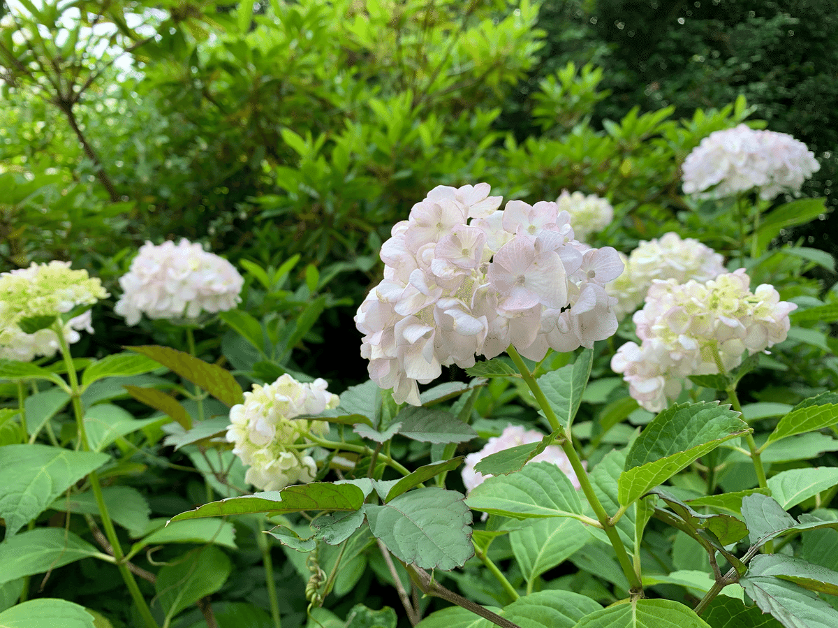 さようなら駒場たち：四度加行と他の小さなブレークスルー｜Masataka INUI