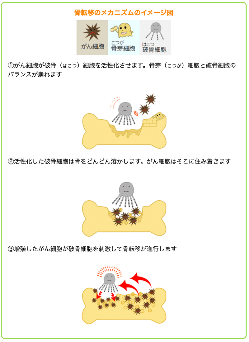 骨を溶かして、骨を造る・・・骨の仕組みの不思議｜Peco Otaki（大多喜ぺこ）