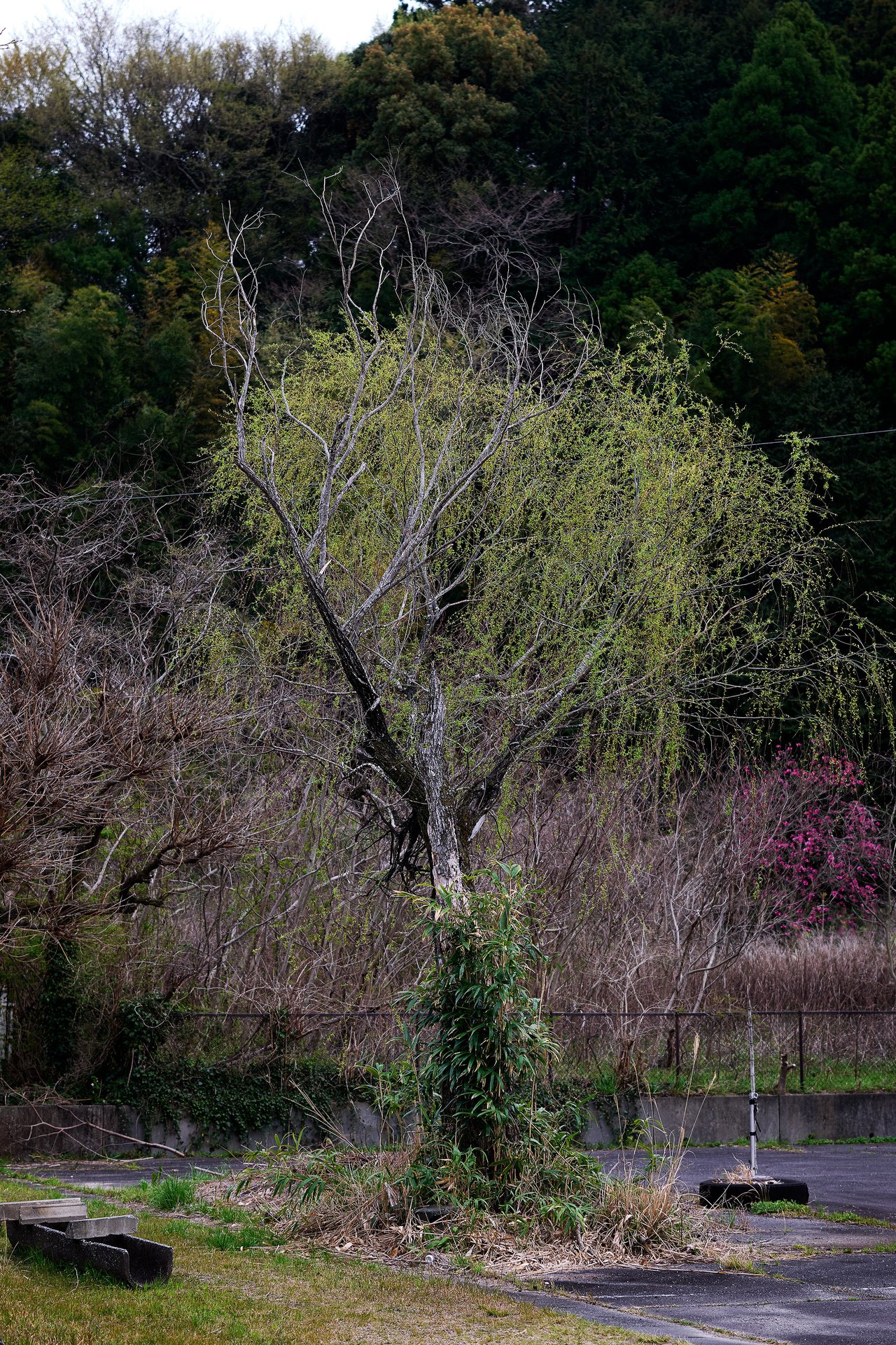 declic | Kenji Miura｜note