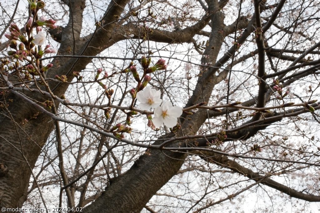 They began to bloom!｜modarc