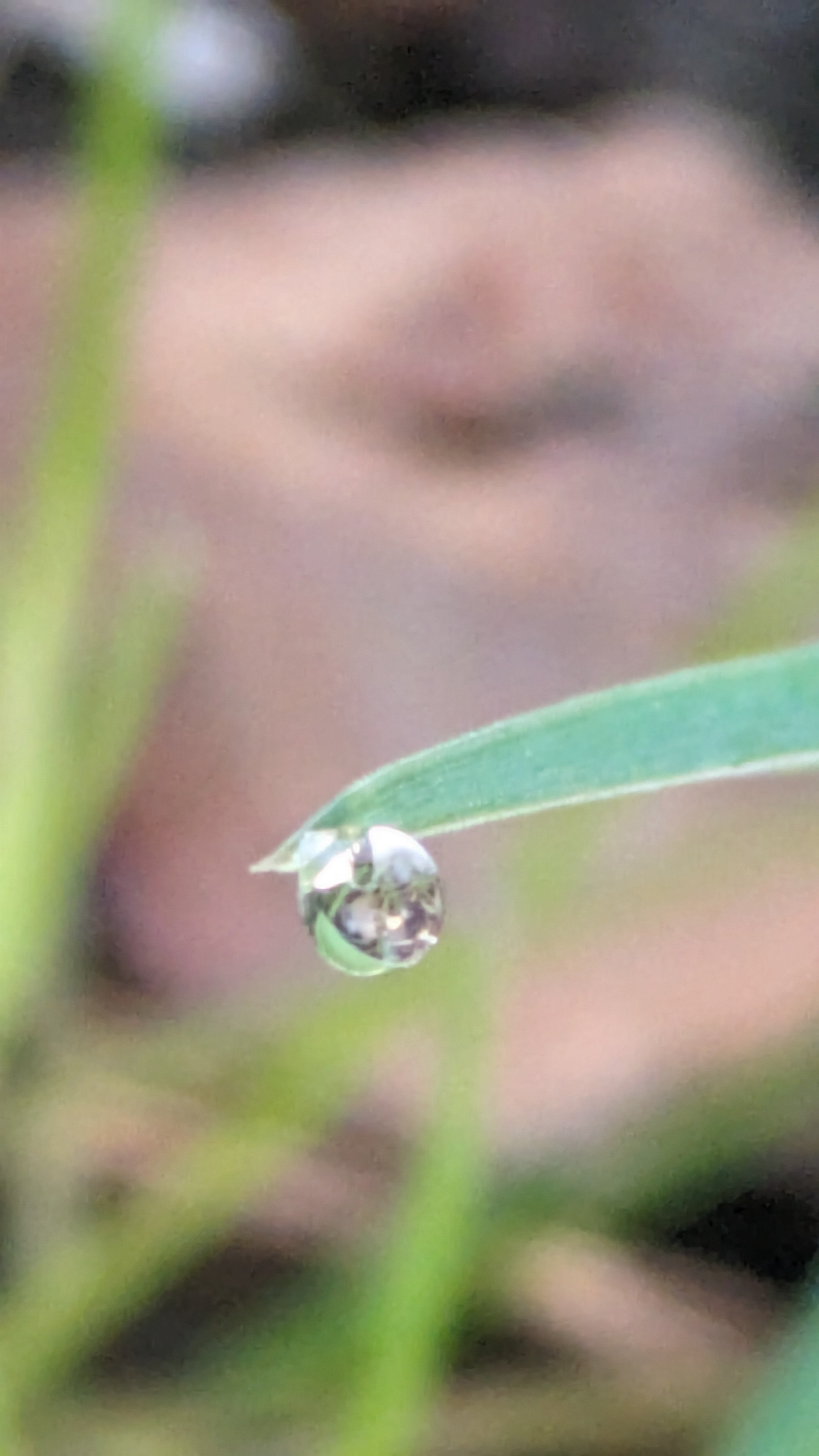 今朝の水滴｜ichiro70