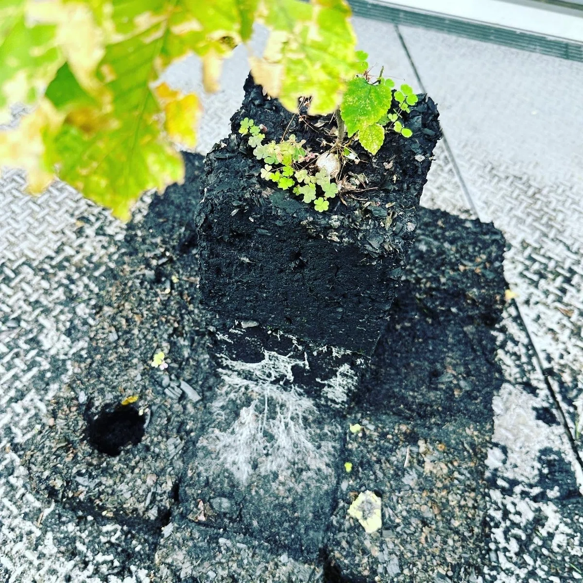 Comoris BLOCK：分解されて消える、環境共創型デザインの習作｜ACTANT_FOREST