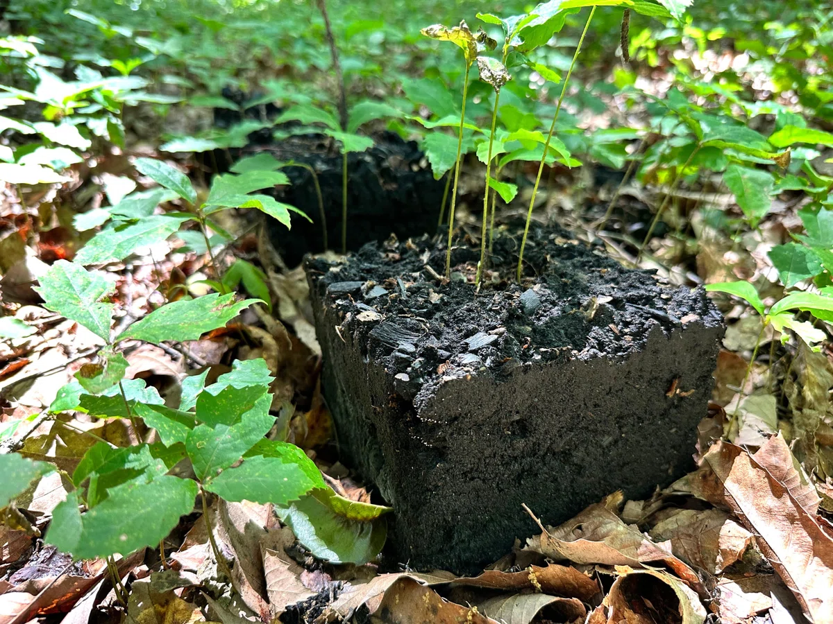 Comoris BLOCK：分解されて消える、環境共創型デザインの習作｜ACTANT_FOREST
