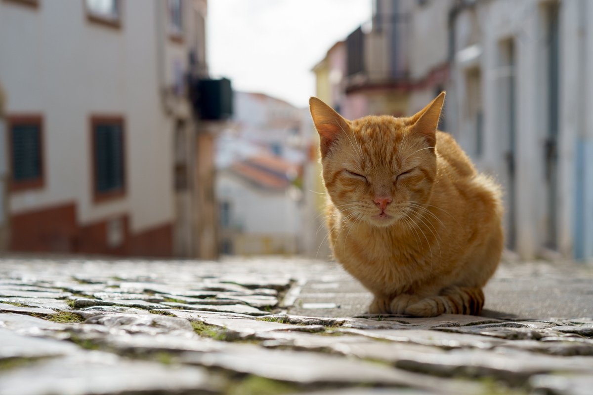 [旅行記] ポルトガルのイワシ 日本との違いは｜Hiro Oaks / 日々の雑感