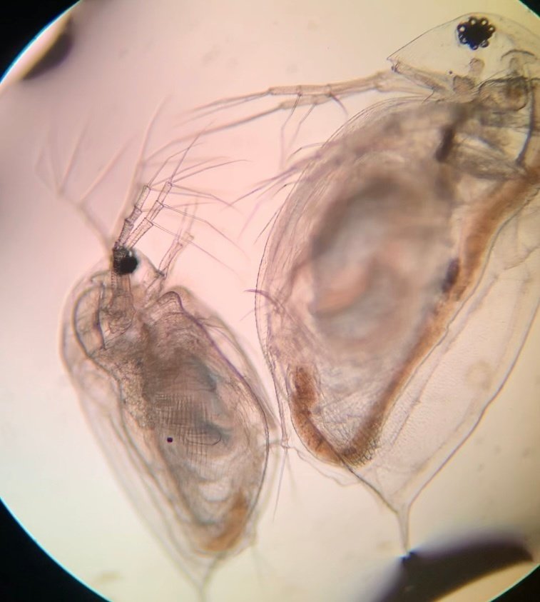 ミジンコに生まれ変わるならメスとオスどっちがいい？～ミジンコ学超入門（2）～｜ピコファラド pico Farad