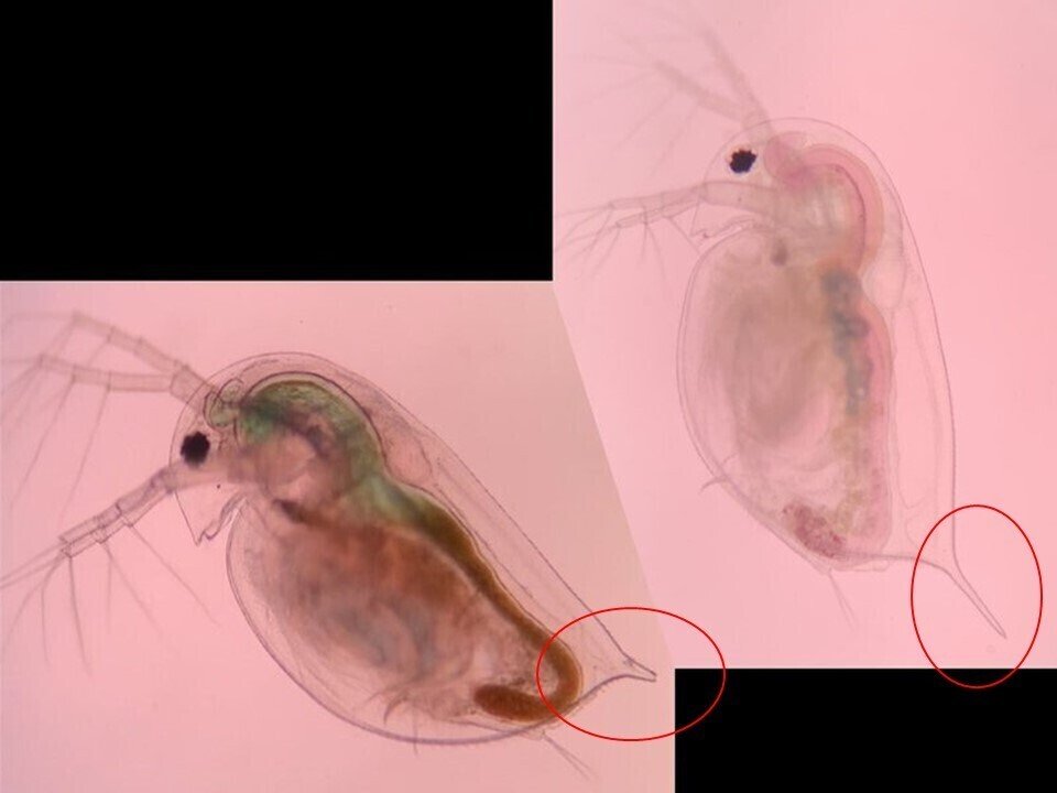 ミジンコに生まれ変わるならメスとオスどっちがいい？～ミジンコ学超入門（2）～｜ピコファラド pico Farad