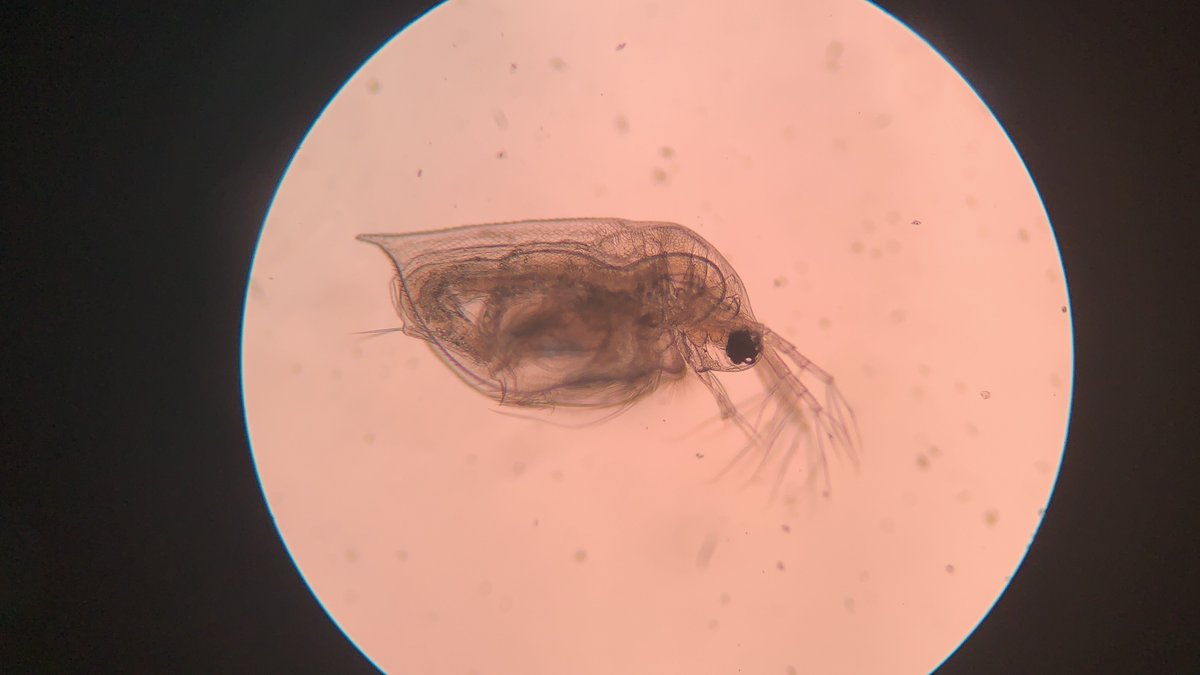 ミジンコに生まれ変わるならメスとオスどっちがいい？～ミジンコ学超入門（2）～｜ピコファラド pico Farad