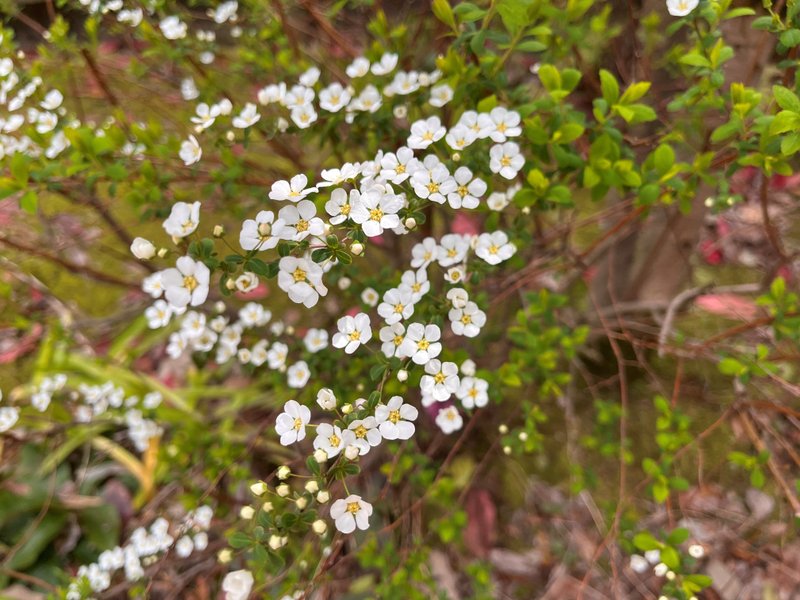 今日の1枚（2024/4/3）｜Chikako