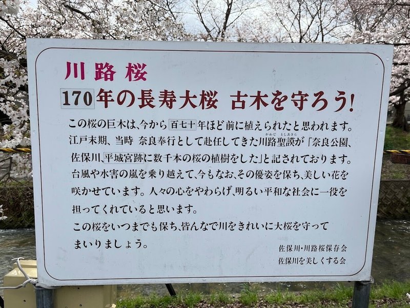 奈良 佐保川沿いの川路桜｜忠内香織