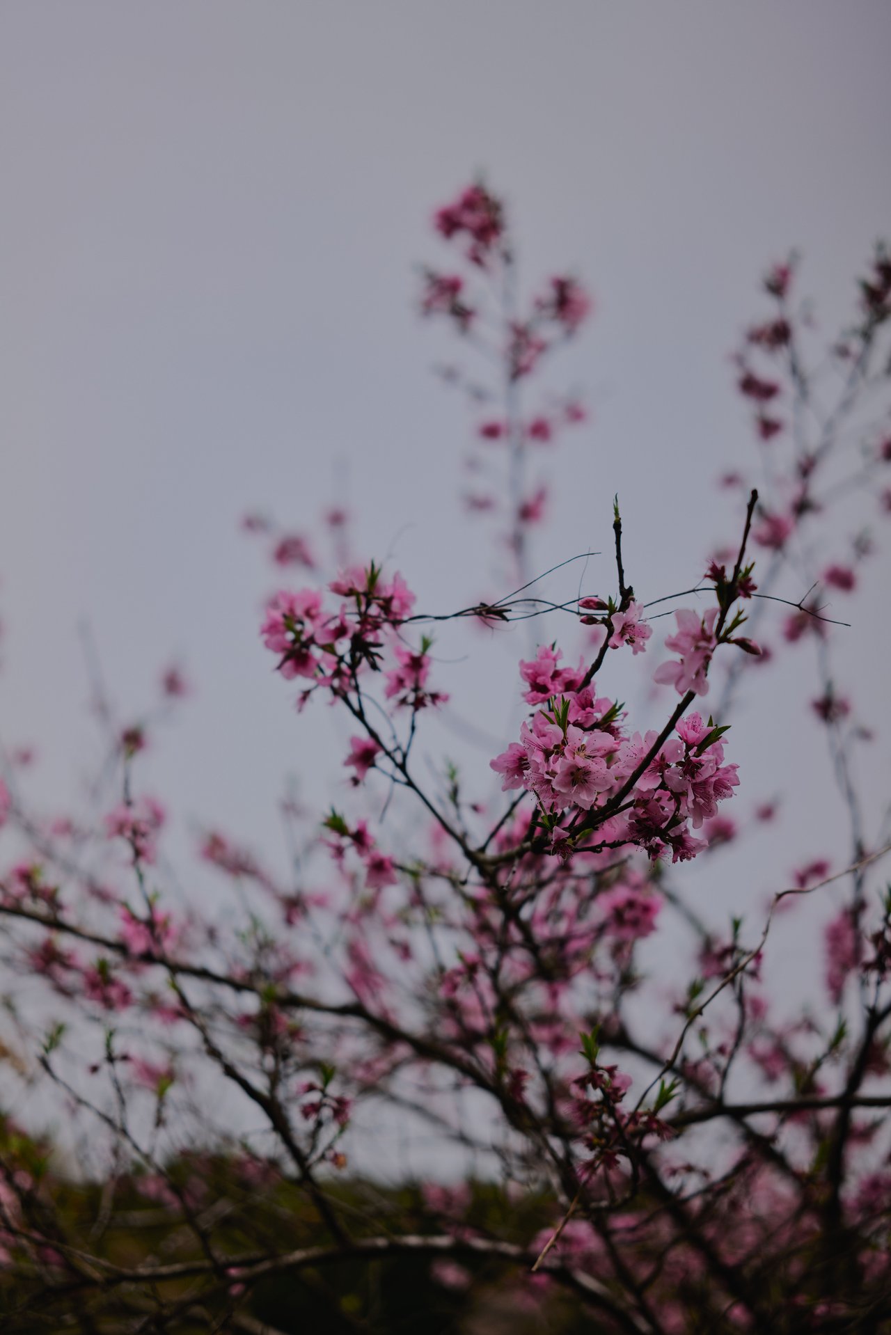 declic | Kenji Miura｜note