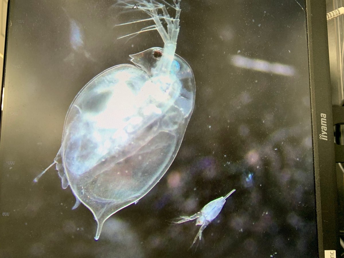 ミジンコに生まれ変わるならメスとオスどっちがいい？～ミジンコ学超入門（2）～｜ピコファラド pico Farad